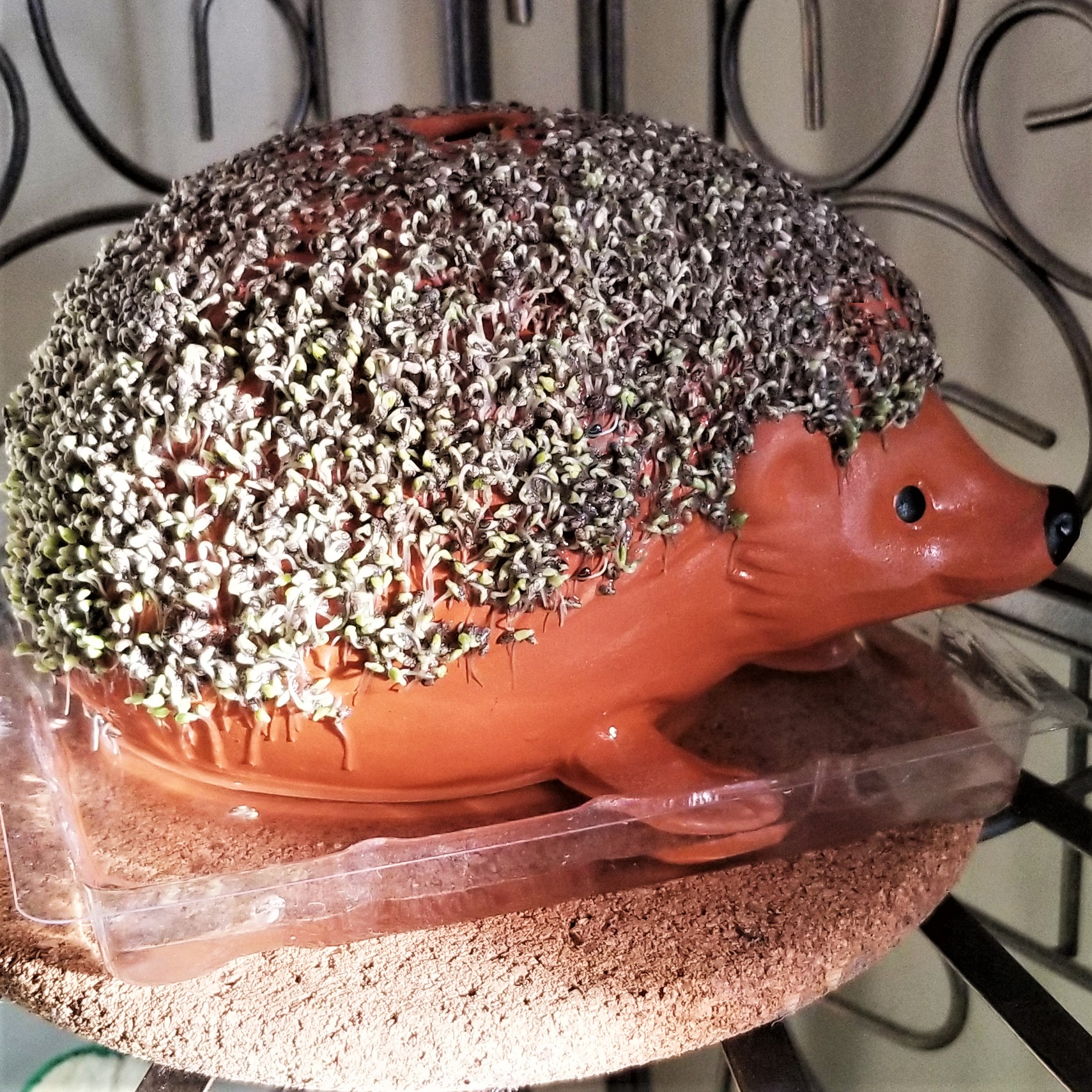Flower of the Day – Chia Pet™ Update – My Slice of Mexico
