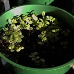 Garden Update – My Slice of Mexico