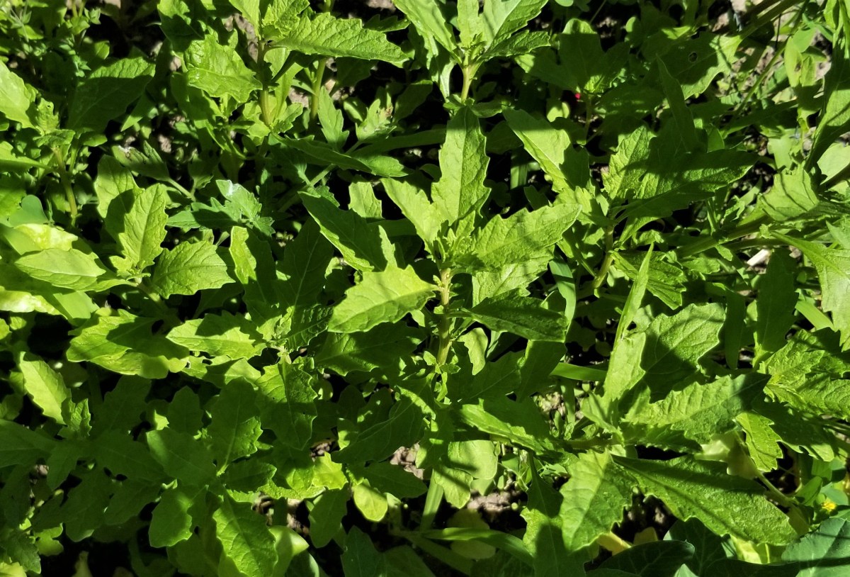 First Summer Crop – Epazote – My Slice of Mexico