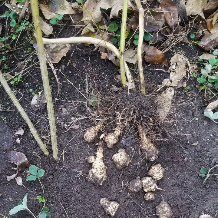 Earth Day – Going Underground – My Slice of Mexico