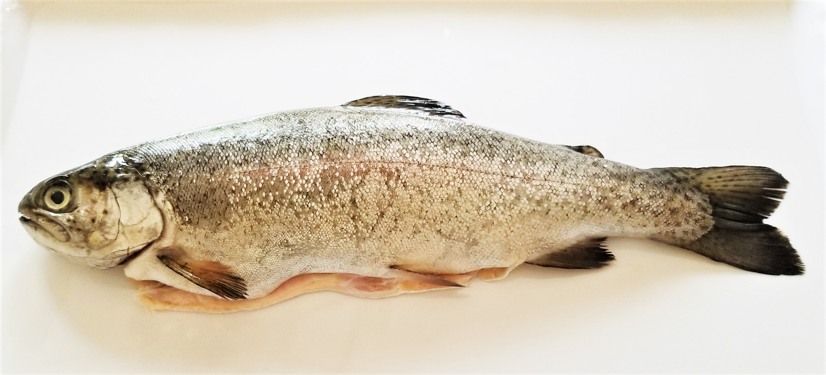 Malinalco Style Stuffed Trout – My Slice of Mexico
