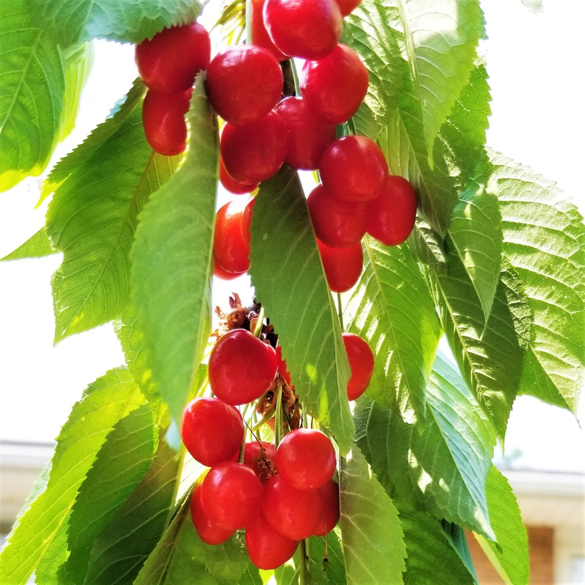 Six on Saturday – Fruit and Edible Flowers – My Slice of Mexico