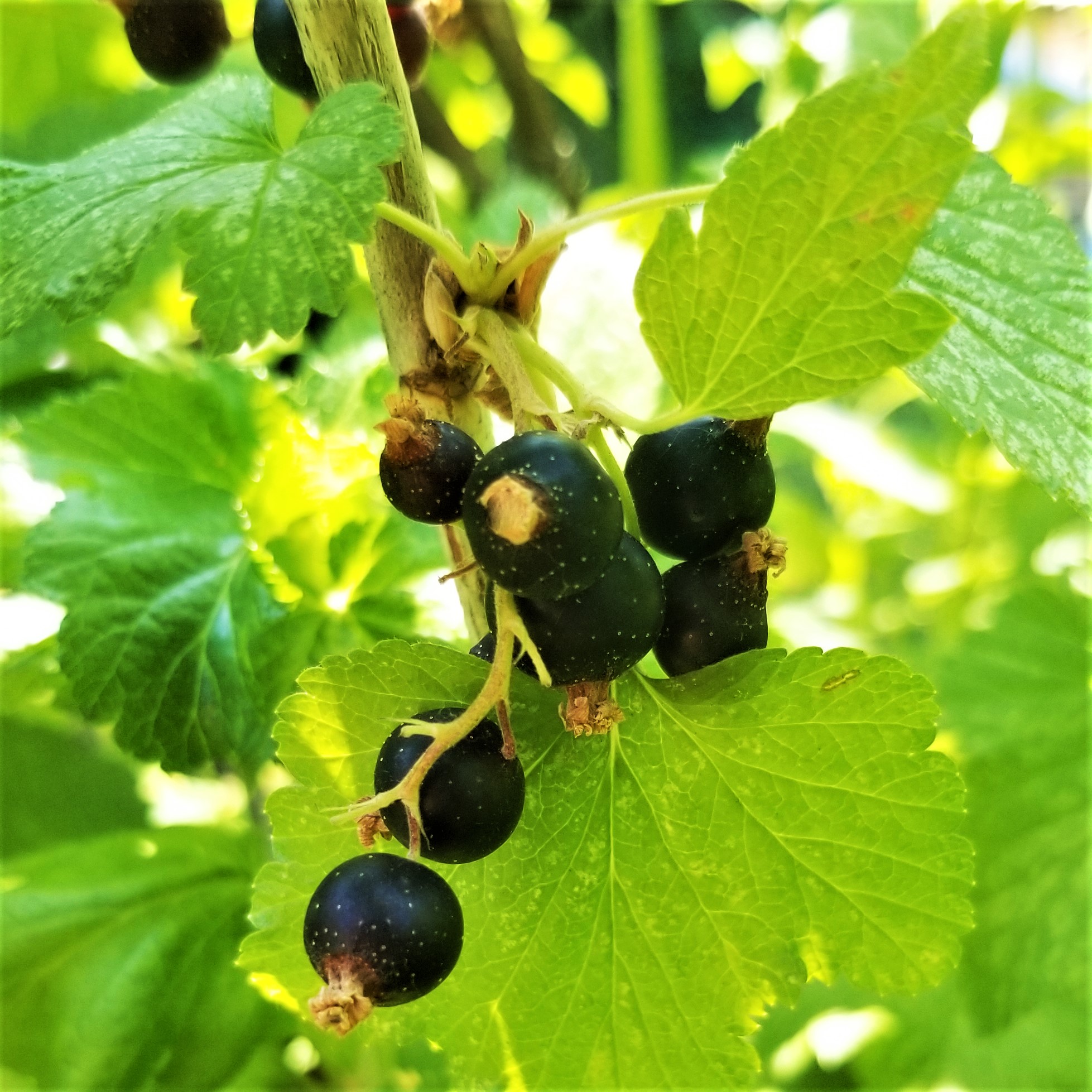 Six on Saturday – Fruit and Edible Flowers – My Slice of Mexico