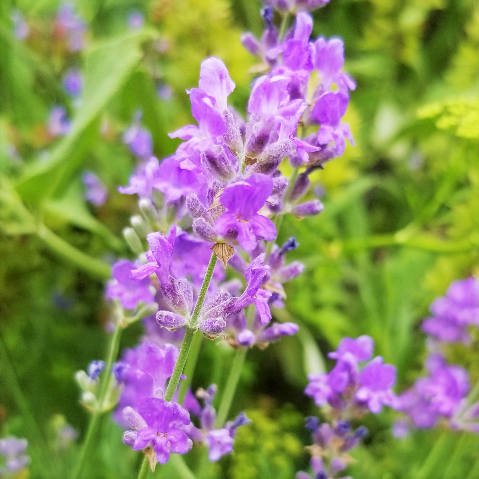 Six on Saturday – Fruit and Edible Flowers – My Slice of Mexico