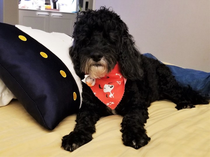 Pooch Goes to Washington – My Slice of Mexico