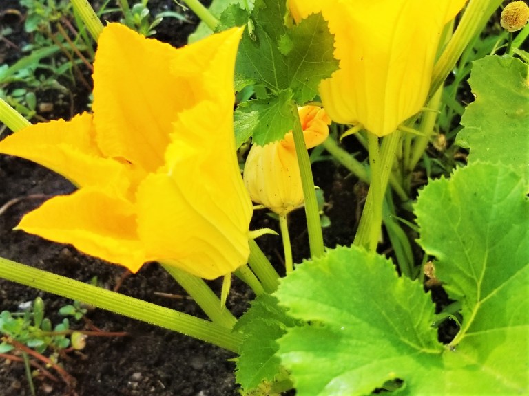 Zucchini Squares – My Slice of Mexico