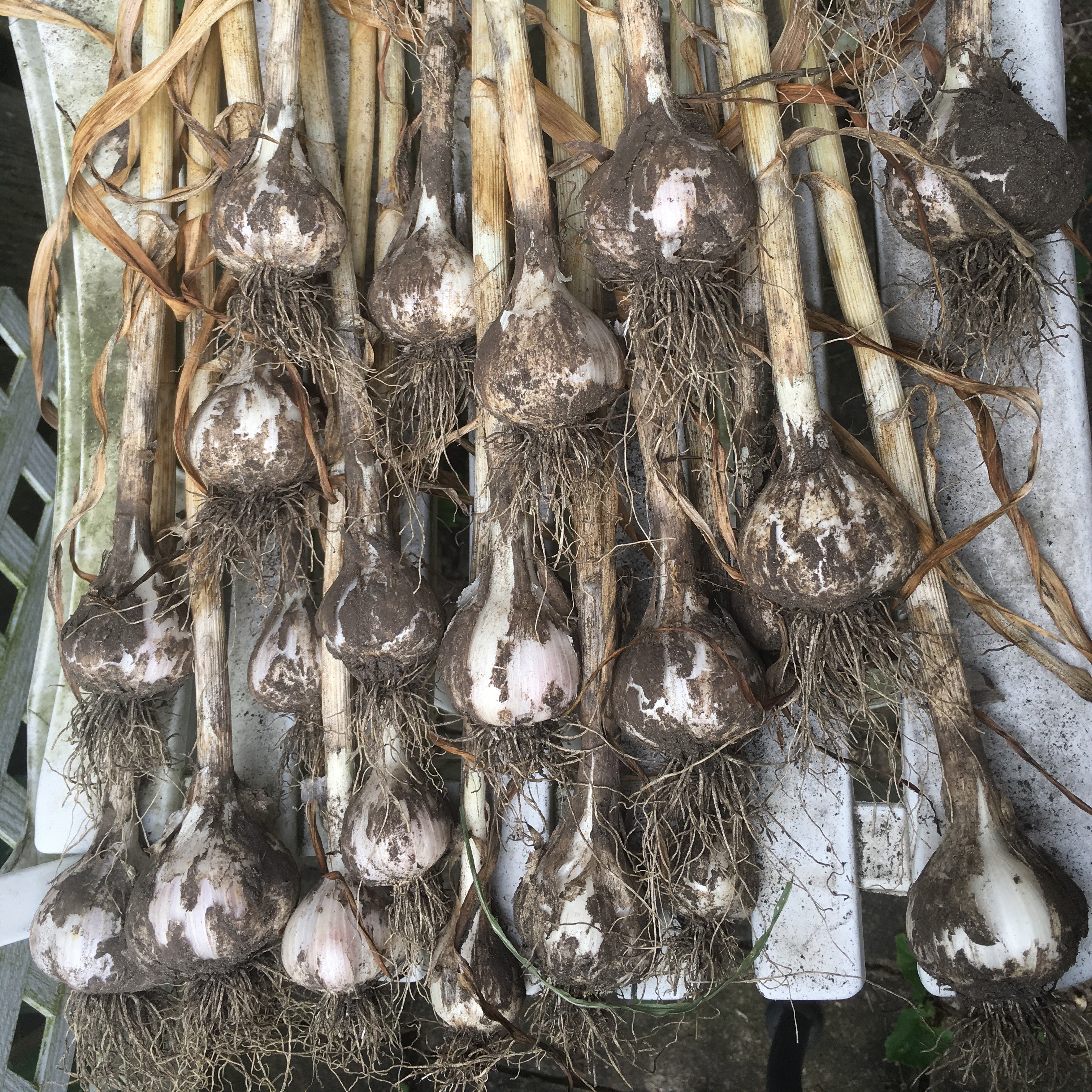 Late Summer Harvest – My Slice of Mexico
