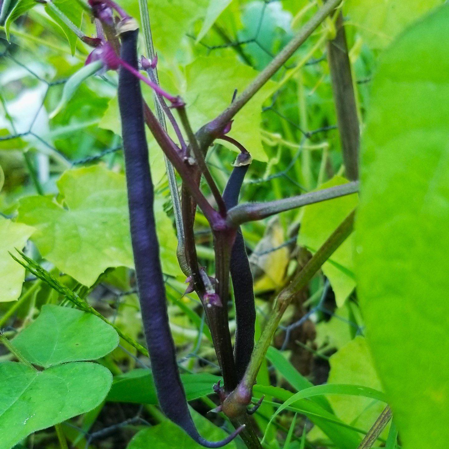 Late Summer Harvest – My Slice of Mexico