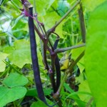 Late Summer Harvest – My Slice of Mexico