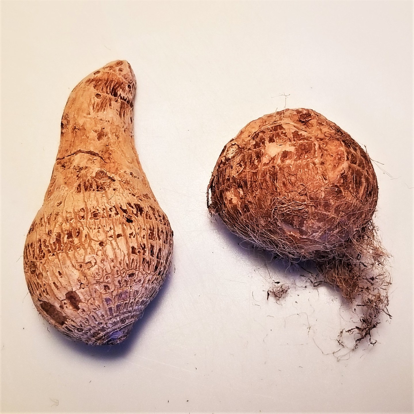 Six on Saturday – Fall Harvest – My Slice of Mexico