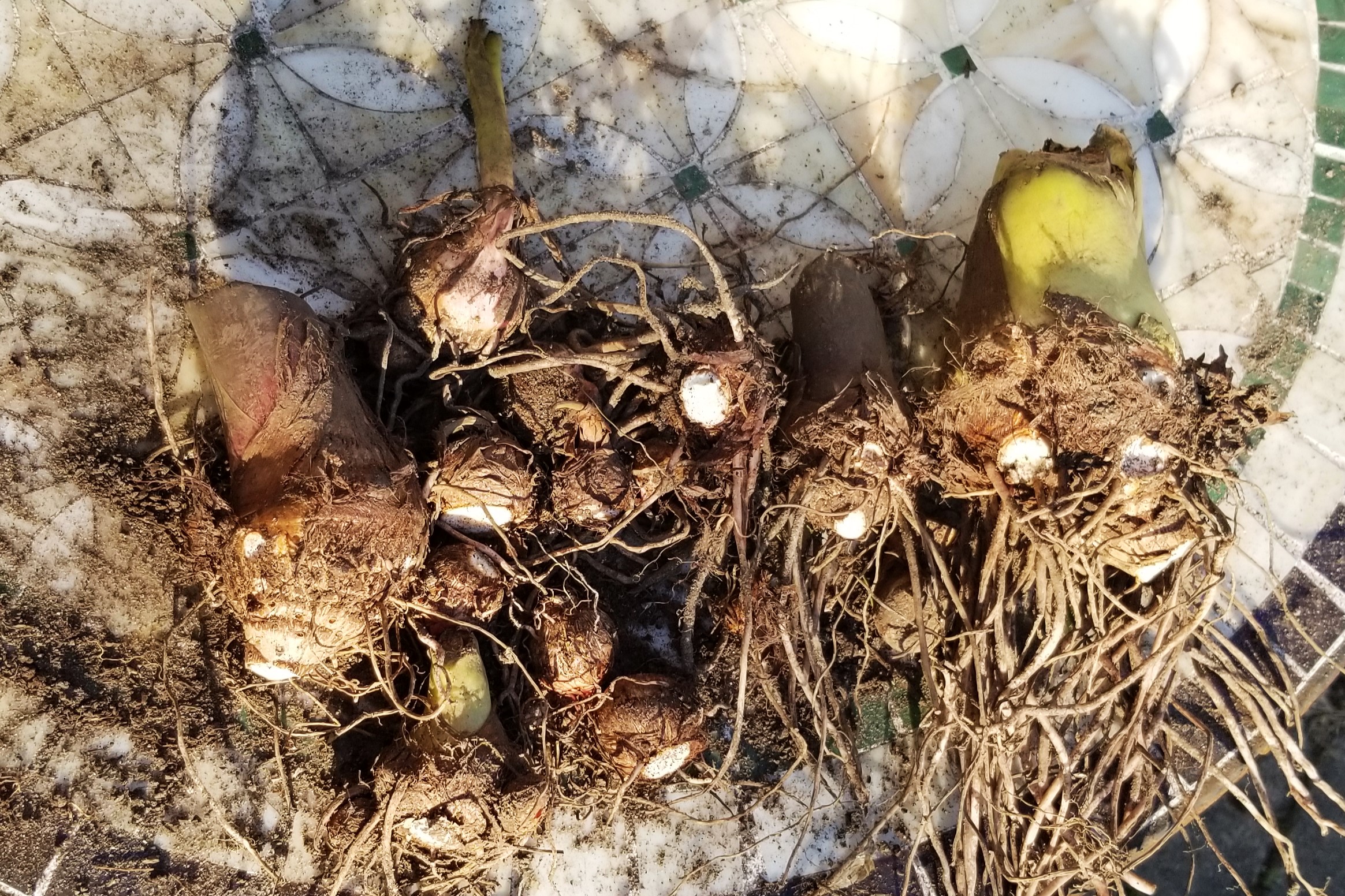 Six on Saturday – Fall Harvest – My Slice of Mexico