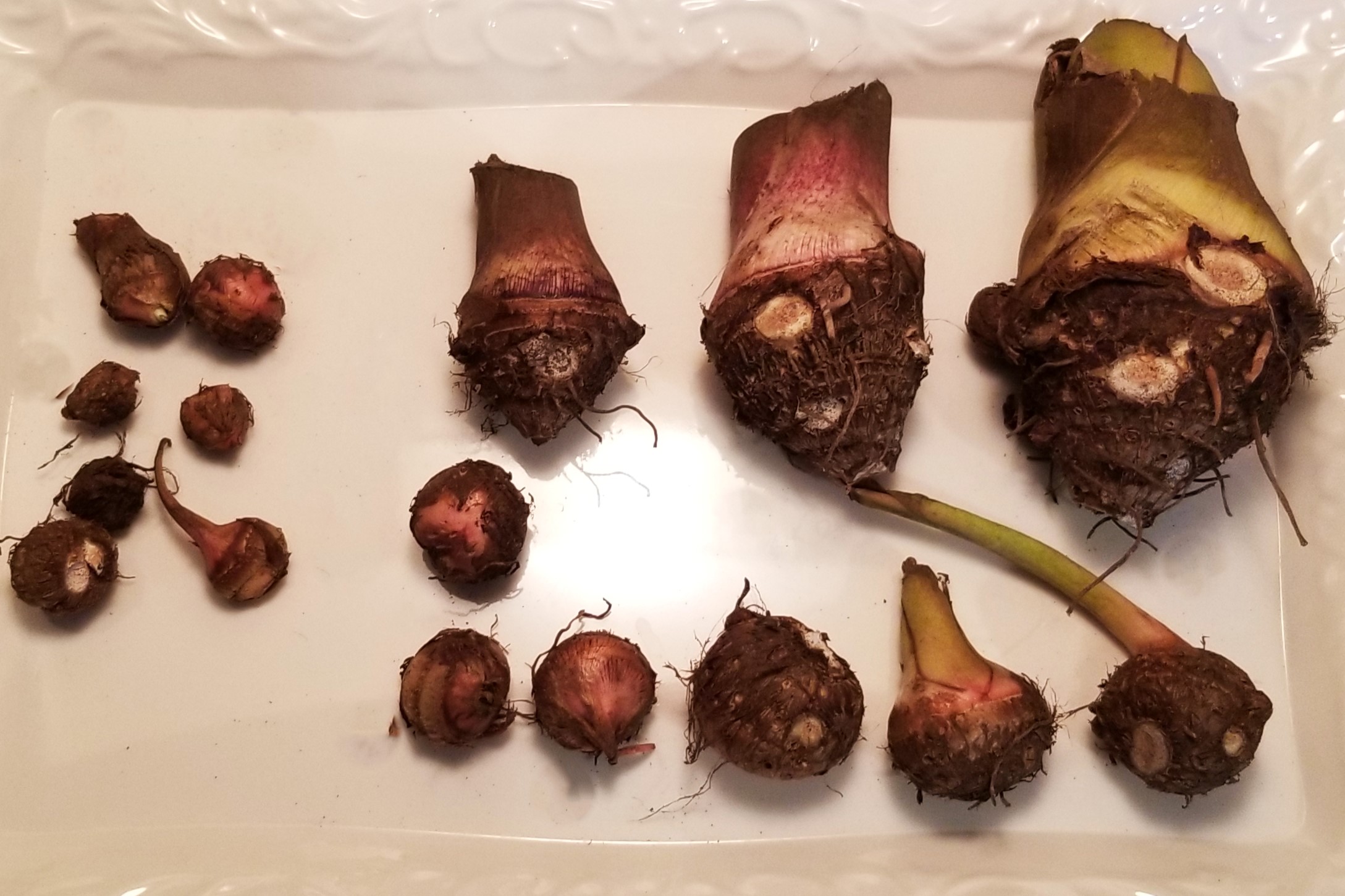 Six on Saturday – Fall Harvest – My Slice of Mexico
