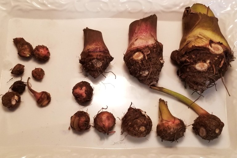 Six on Saturday – Fall Harvest – My Slice of Mexico