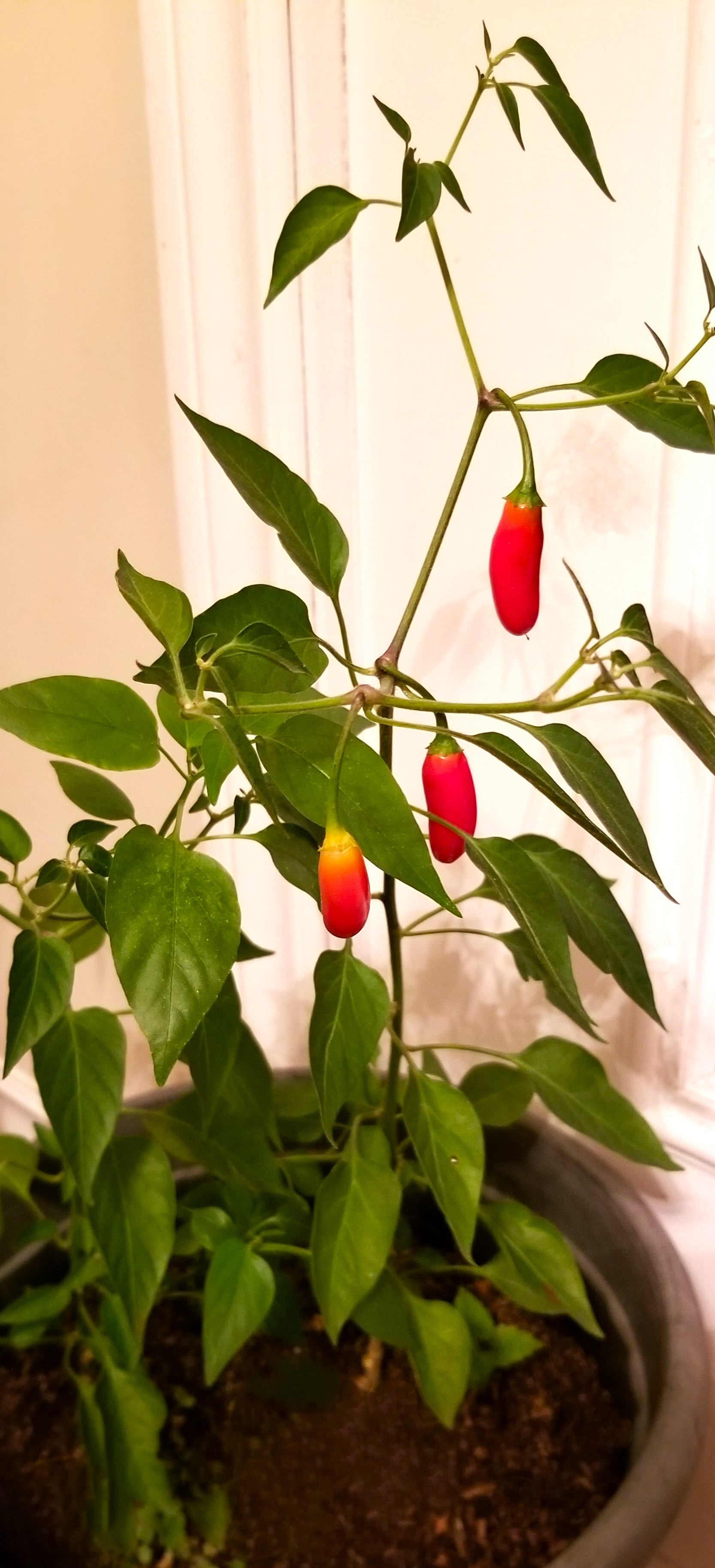 Flower of the Day – The Holiday Pepper – My Slice of Mexico