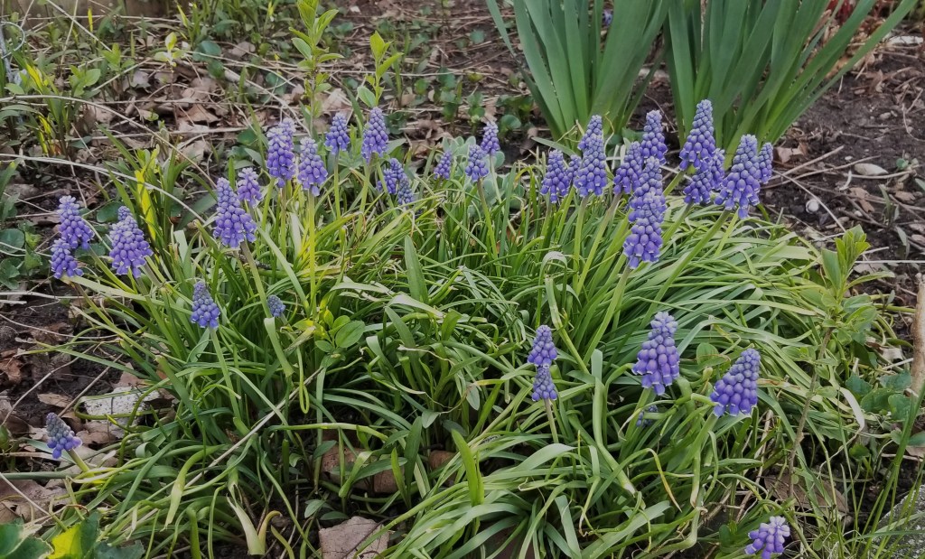 Flower of the Day – Grape Hyacinth – My Slice of Mexico