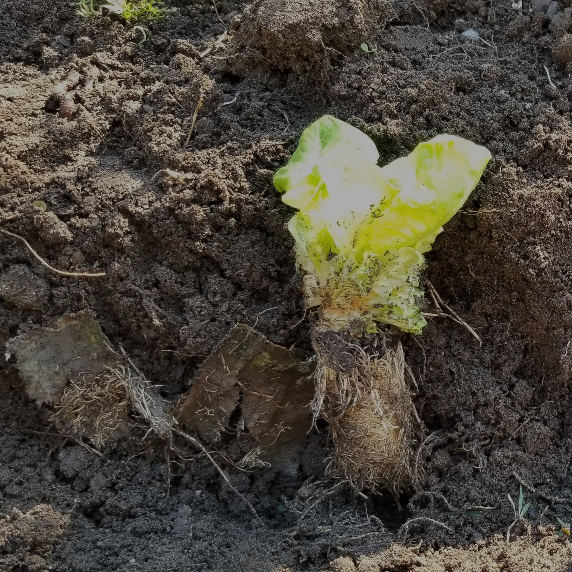 Six on Saturday – Spring is in the Air – My Slice of Mexico