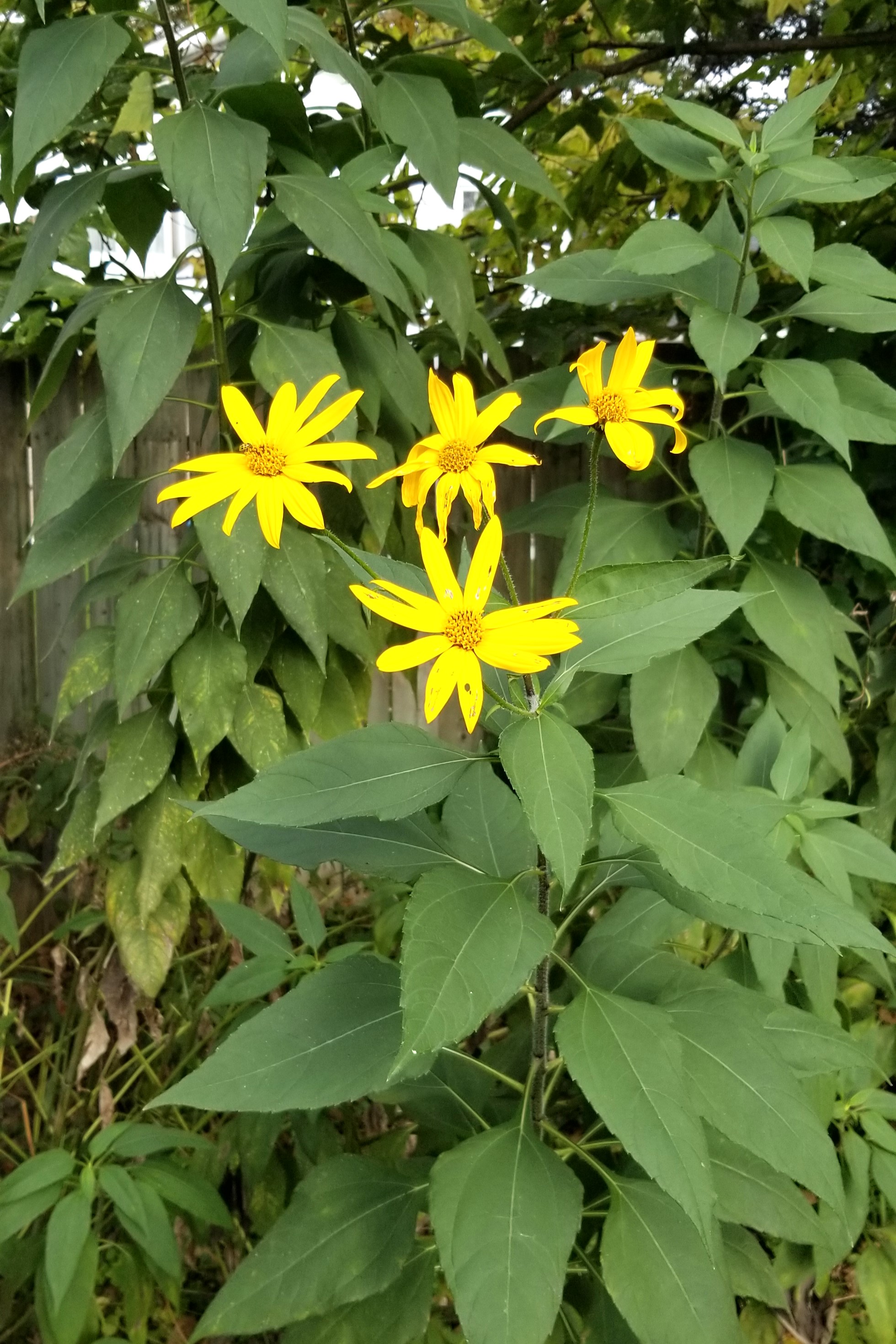 Fall Gardening – My Slice of Mexico