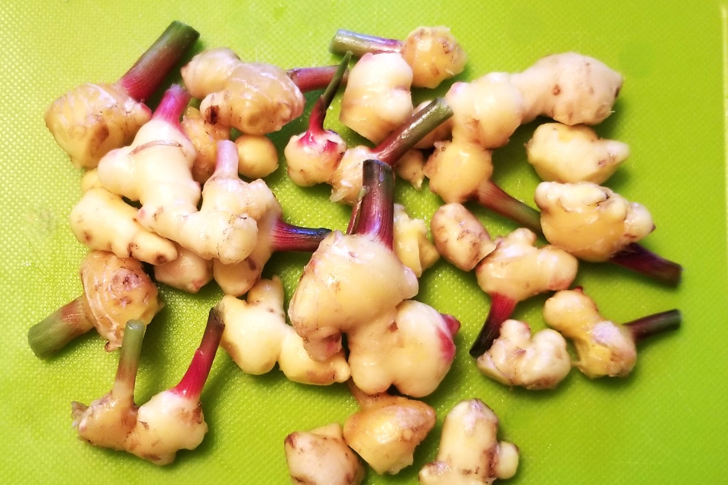 Fall Gardening – My Slice of Mexico
