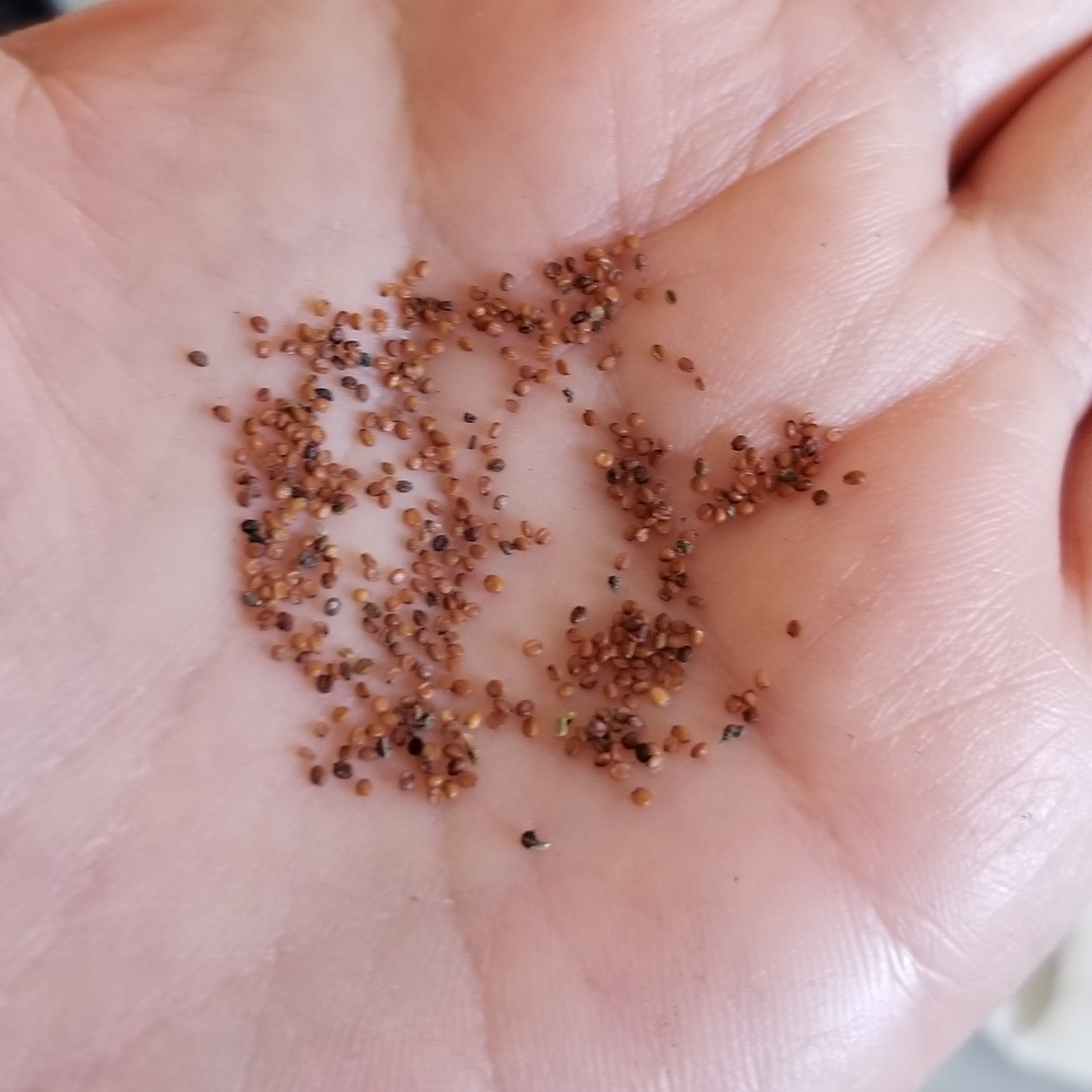 Watercress Update – My Slice of Mexico