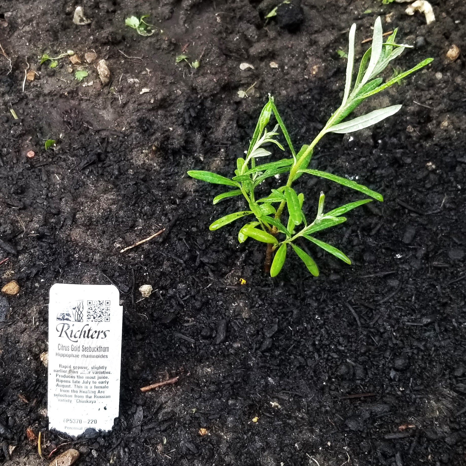 Backyard 2025 – My Slice of Mexico