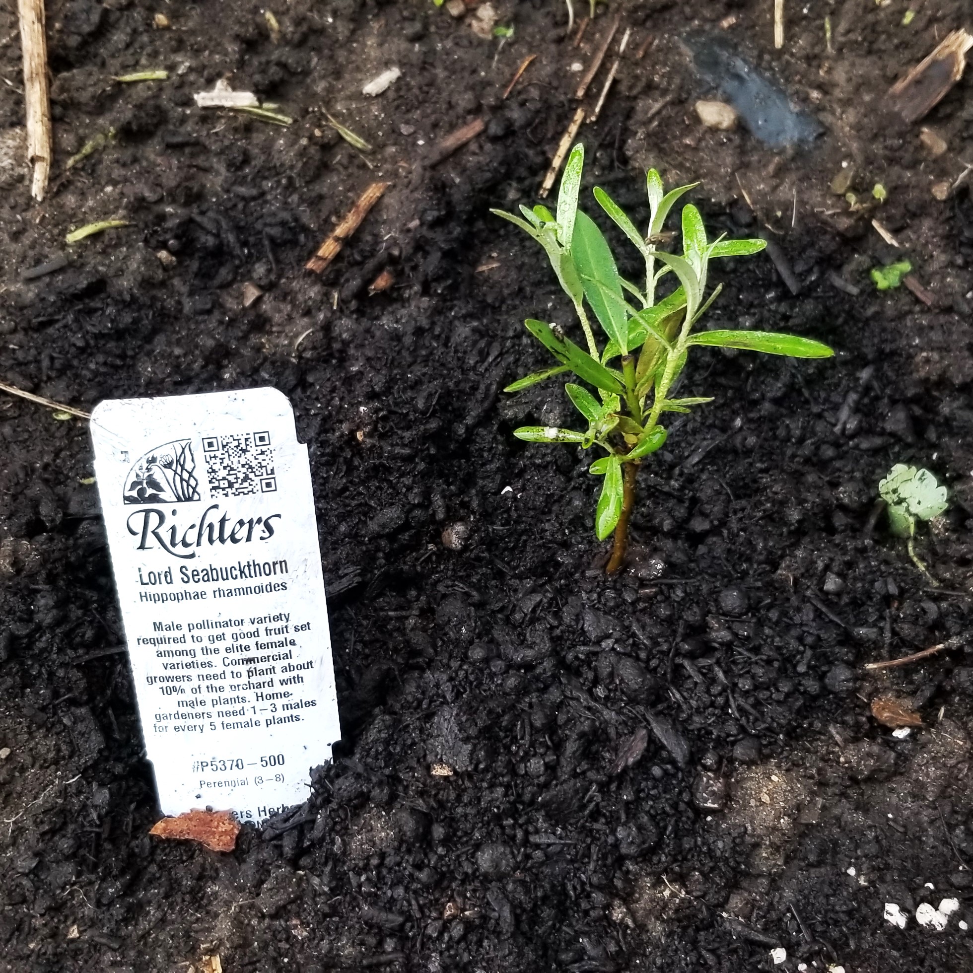 Backyard 2025 – My Slice of Mexico