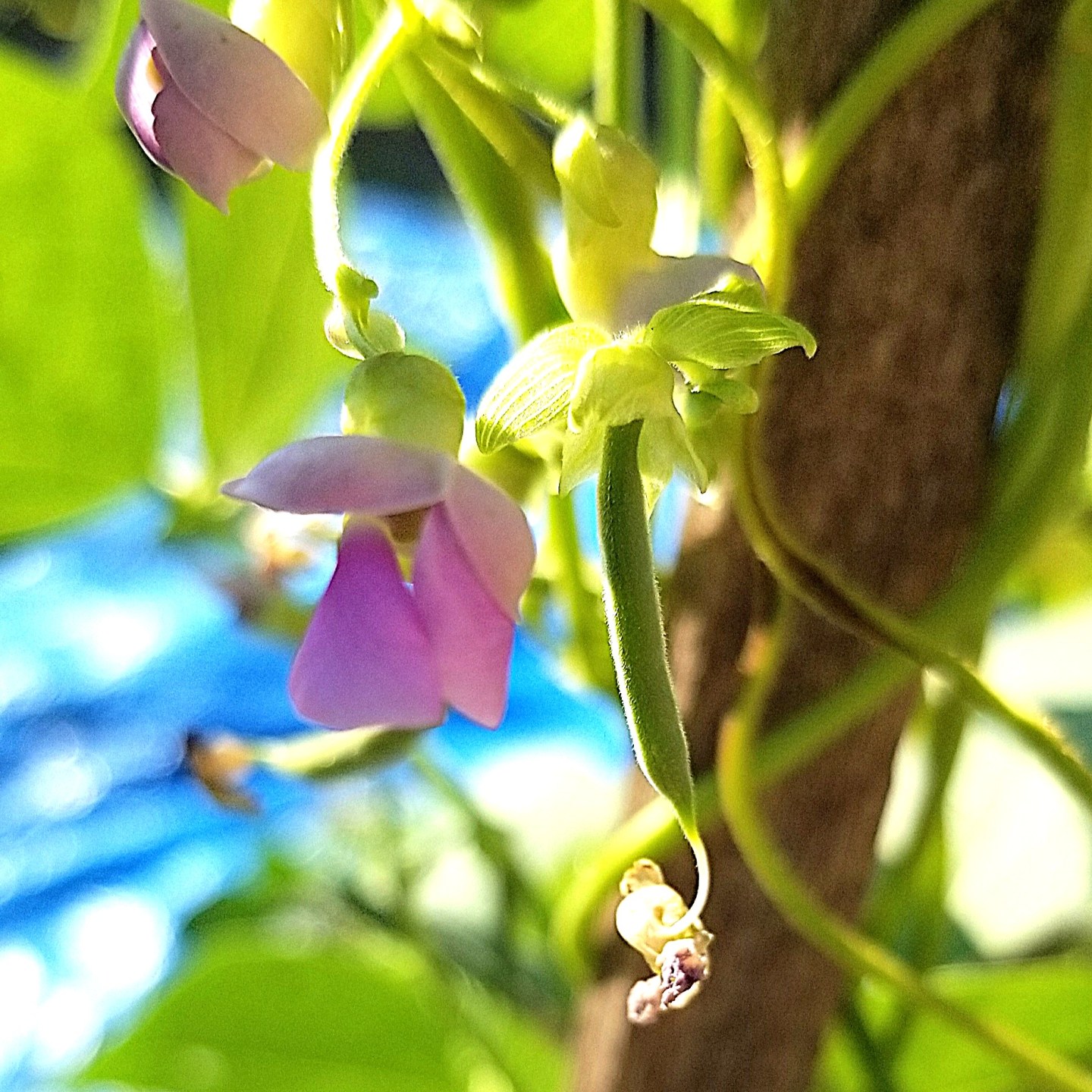 Dragon Tongue Beans – My Slice of Mexico